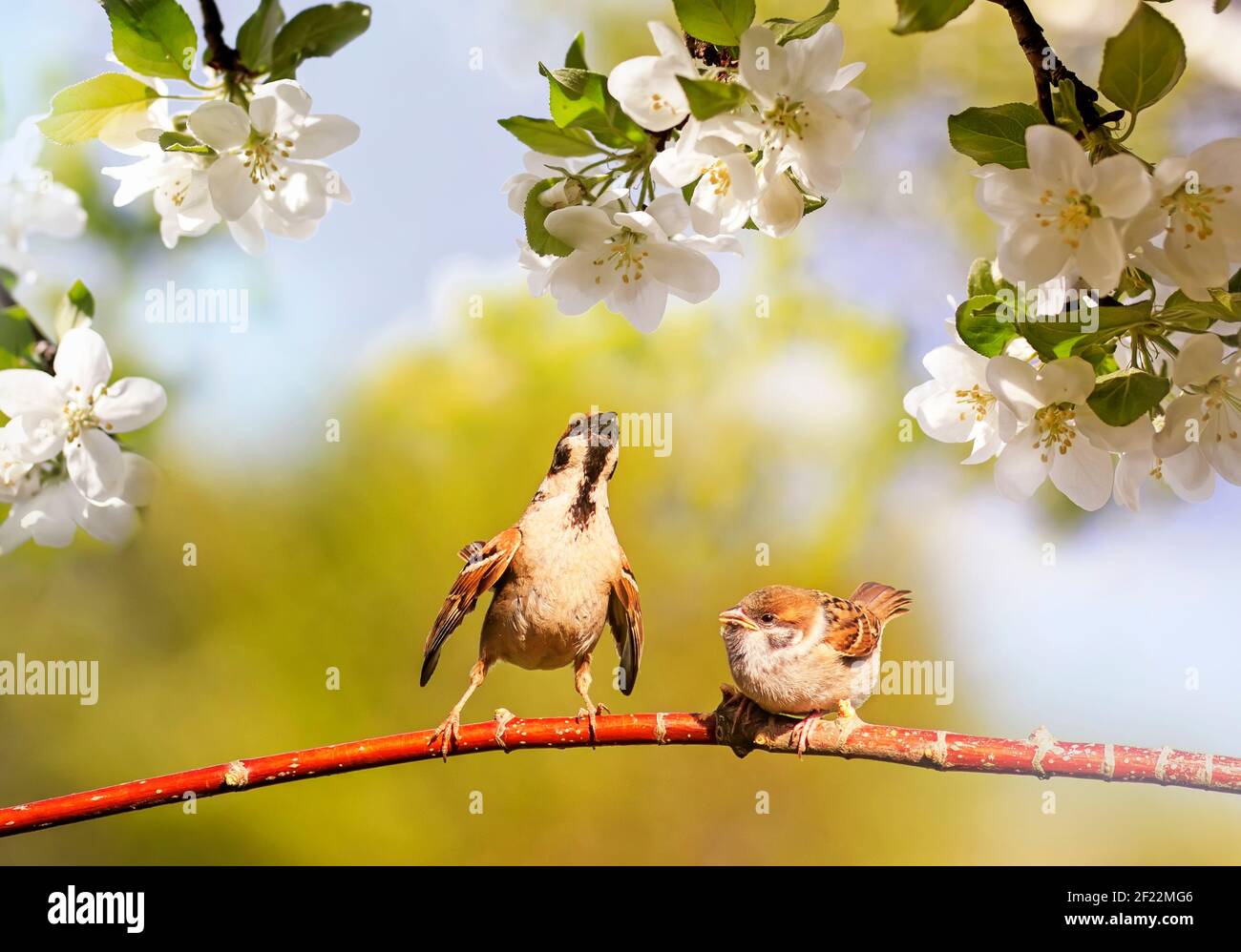 birds and baby sparrows they sit in spring sunny bloom on the branches ...