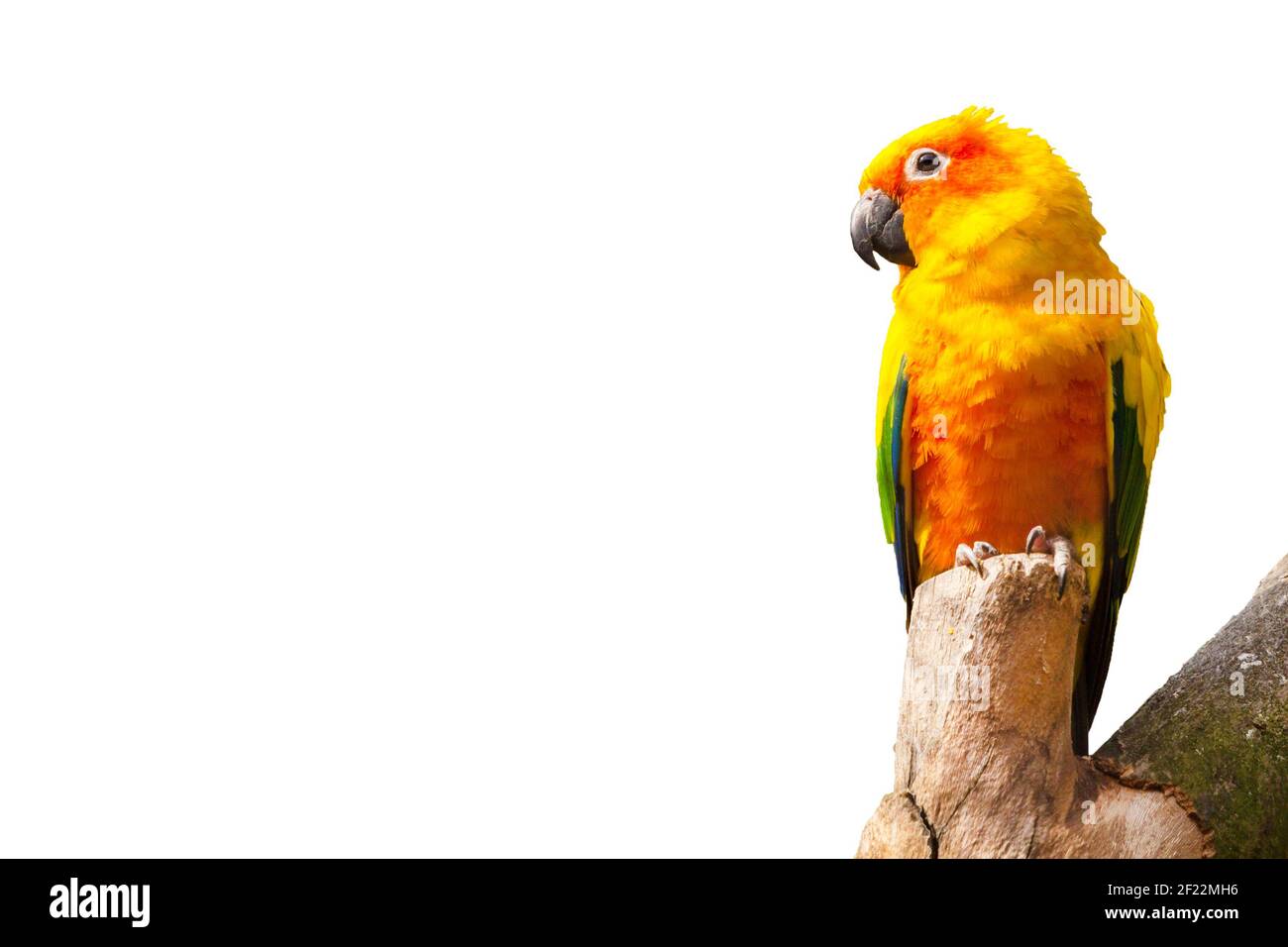 Aratinga solstitialis hi-res stock photography and images - Alamy