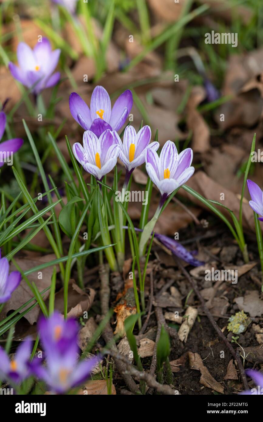 Purple and white striped flower hi-res stock photography and images - Alamy