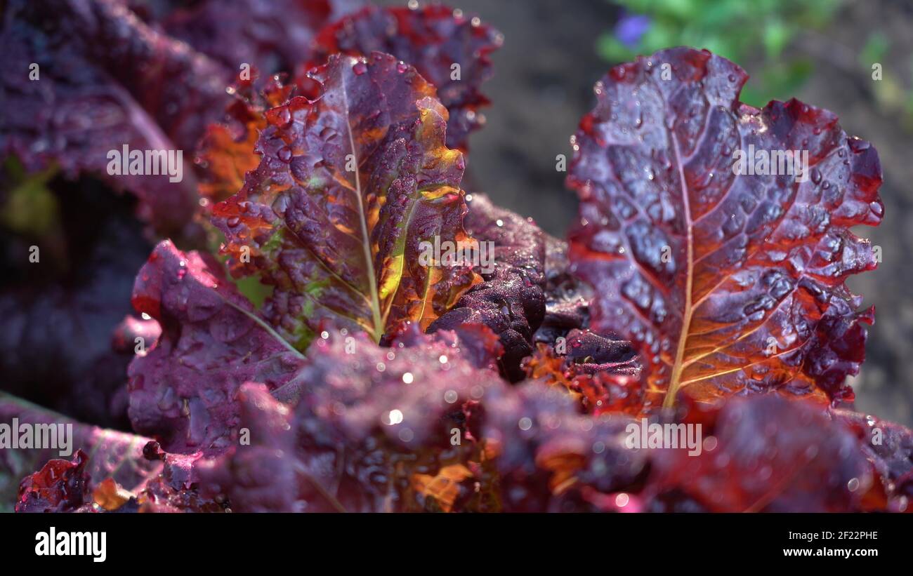 Lettuce in the garden. Red lettuce leaves on the beds in the vegetable ...