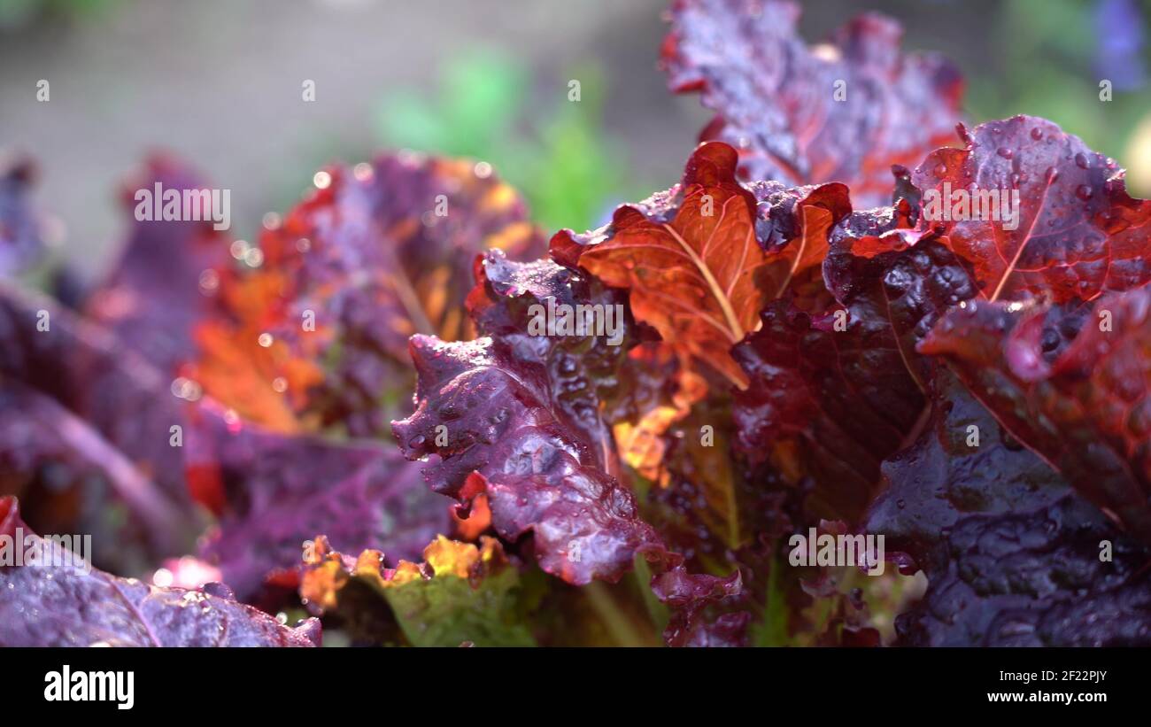Lettuce in the garden. Red lettuce leaves on the beds in the vegetable ...