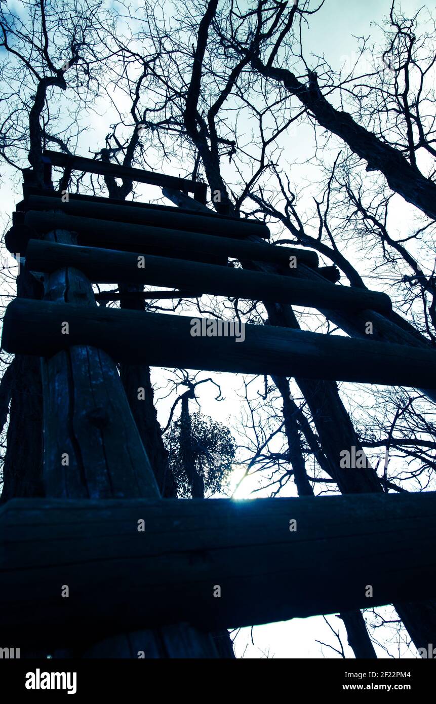 Dangerous ladder trees hi-res stock photography and images - Alamy