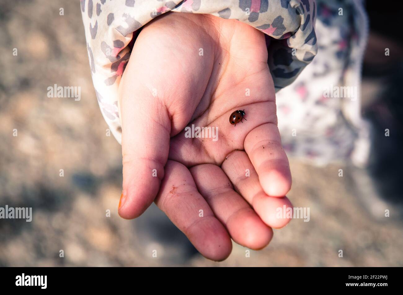 red ladybug in hand image Stock Photo - Alamy