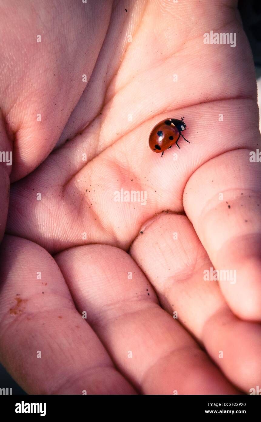 red ladybug in hand image Stock Photo - Alamy