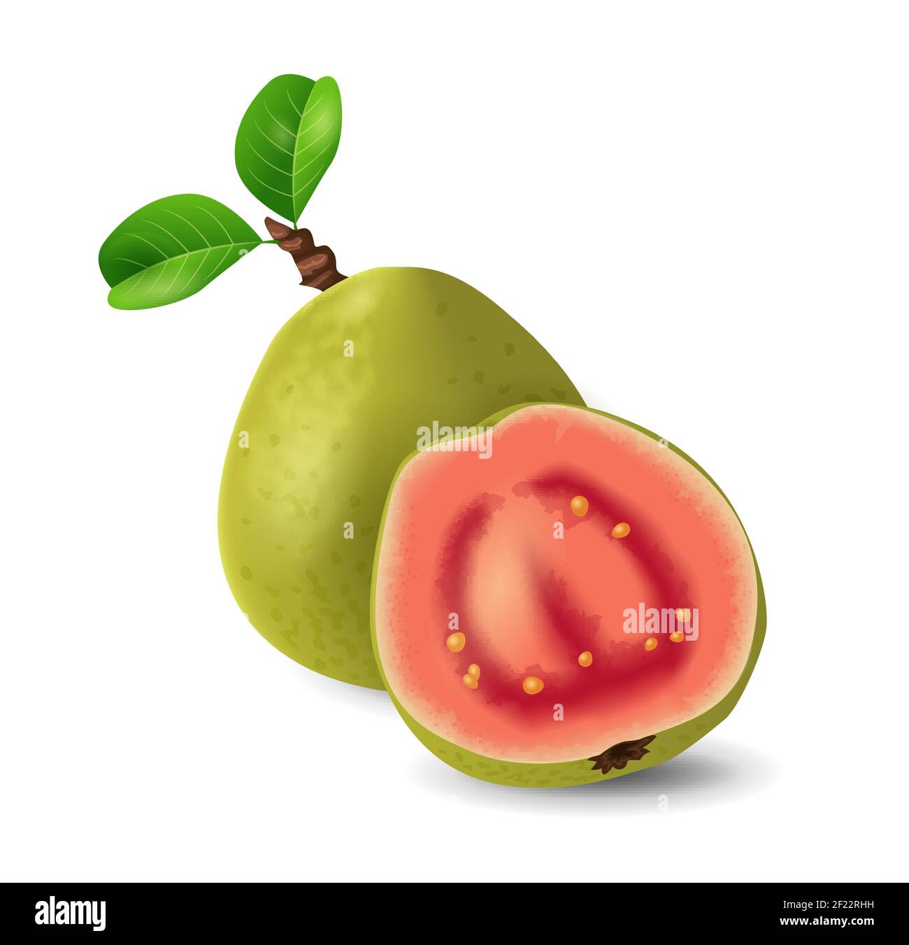Guava Stock Vector Images - Alamy
