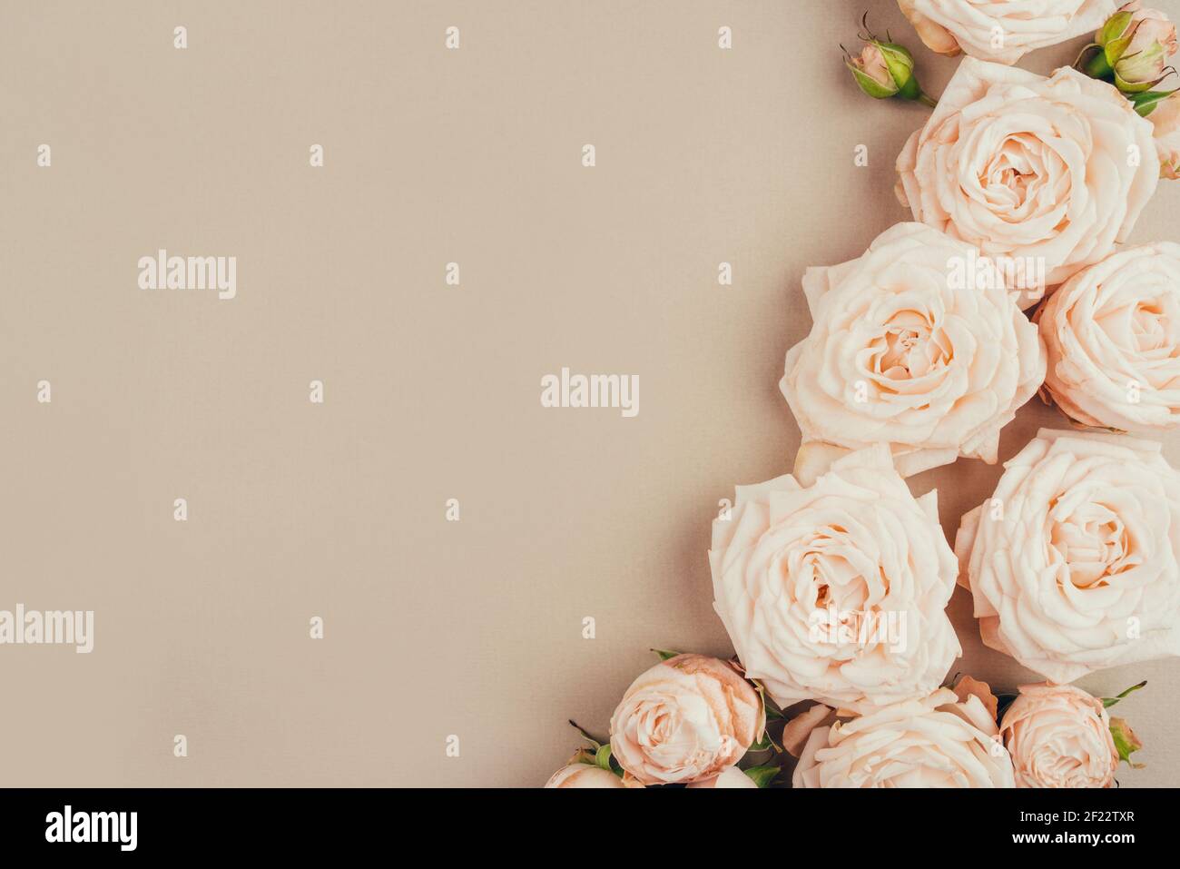Spring background. Rose flowers on a beige background Stock Photo - Alamy