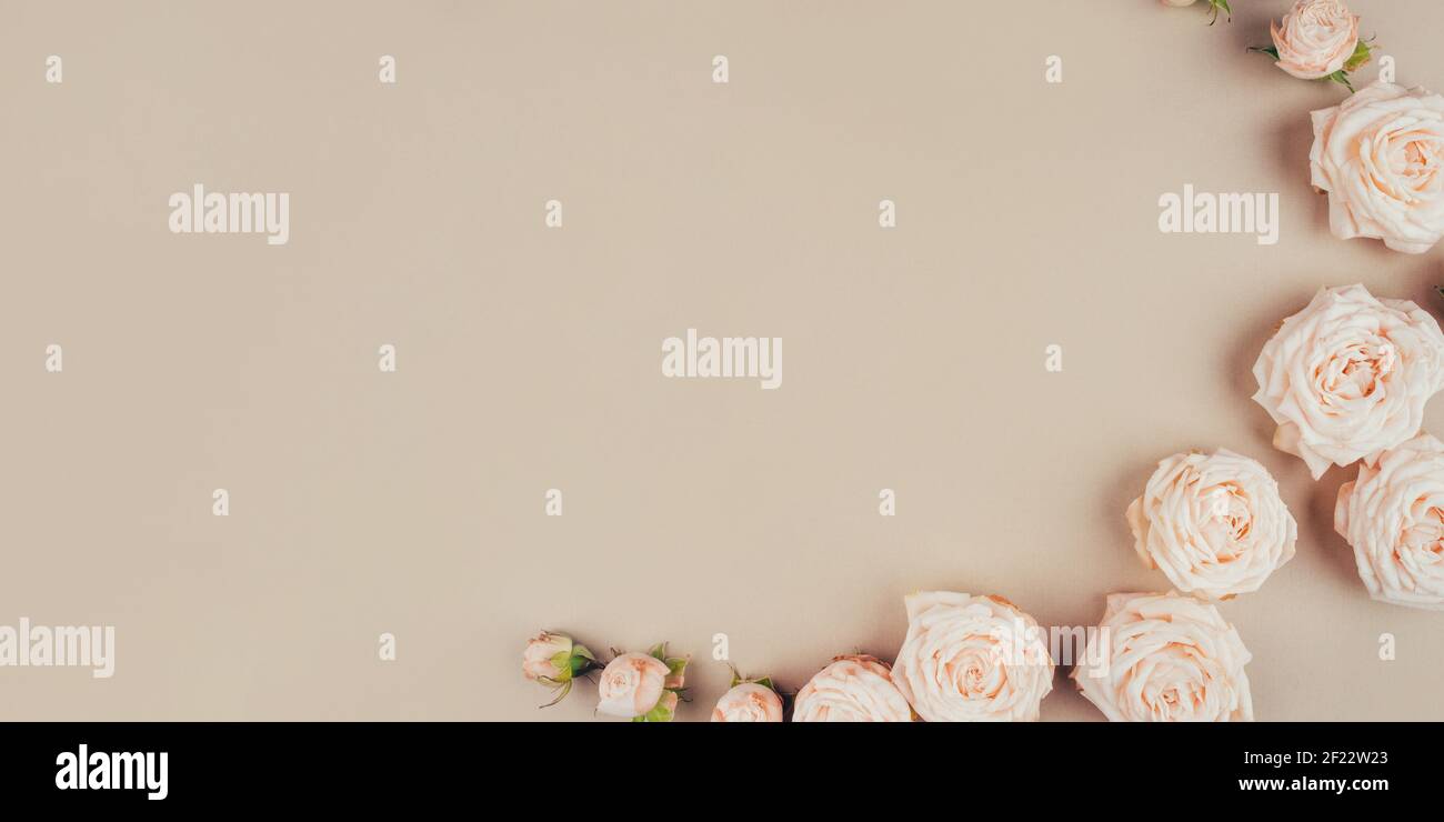 Spring background. Rose flowers on a beige background Stock Photo - Alamy