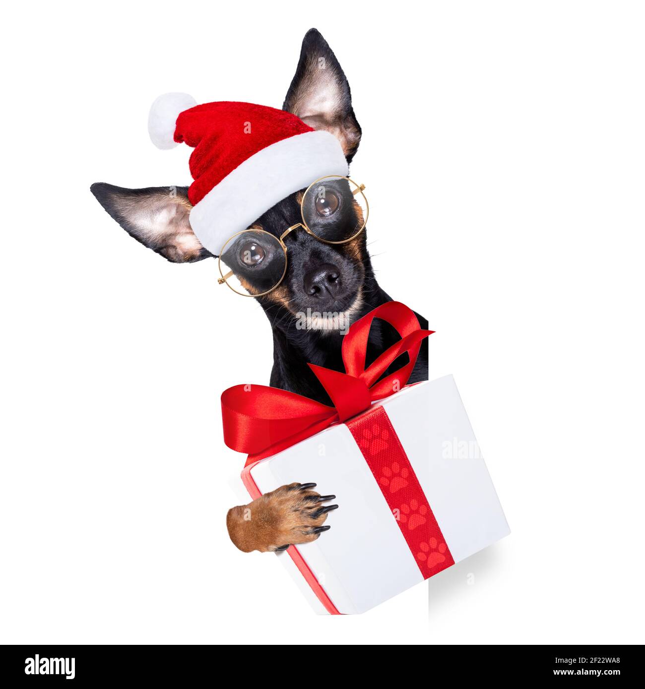 Santa claus dog on Cut Out Stock Images & Pictures - Alamy