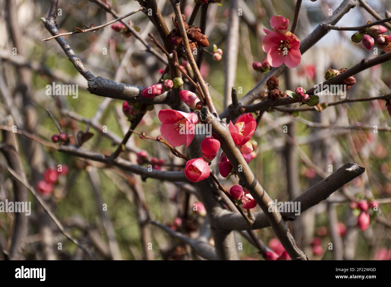 Japanese quince landscaping hi-res stock photography and images - Alamy