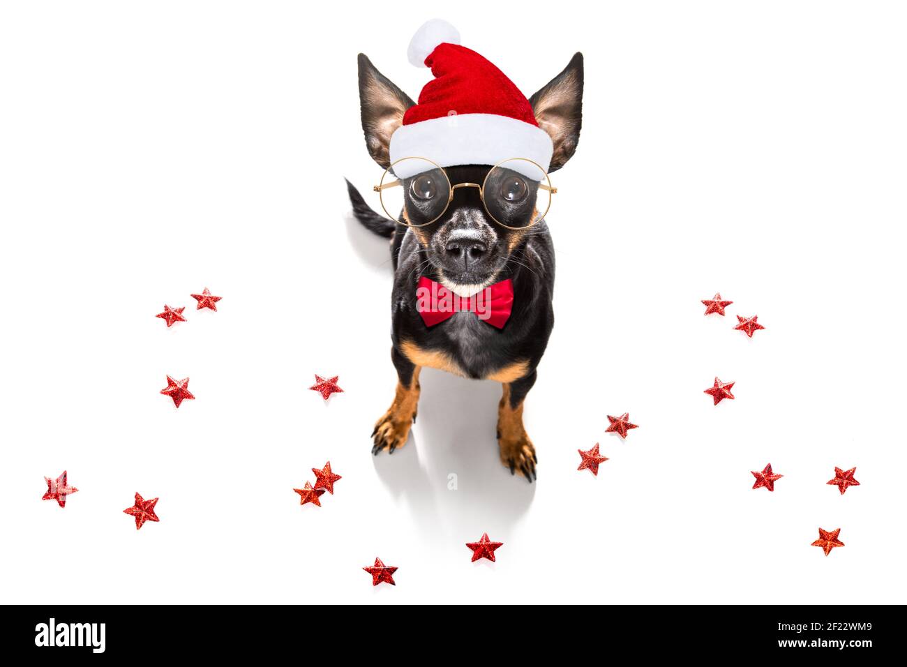 Santa claus dog on Cut Out Stock Images & Pictures - Alamy