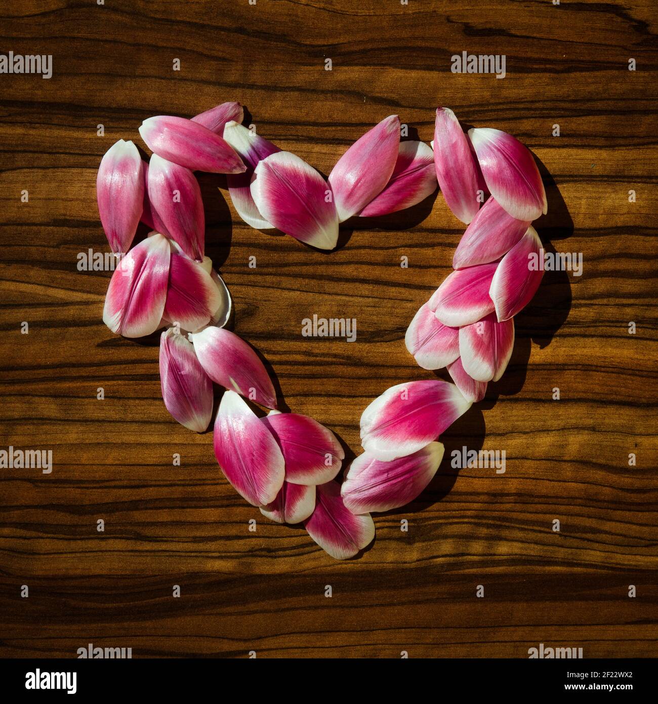 Tulip petals heart hi-res stock photography and images - Alamy