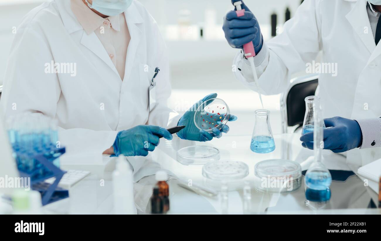 Microbiology scientists examining bacteria in a Petri dish Stock Photo ...