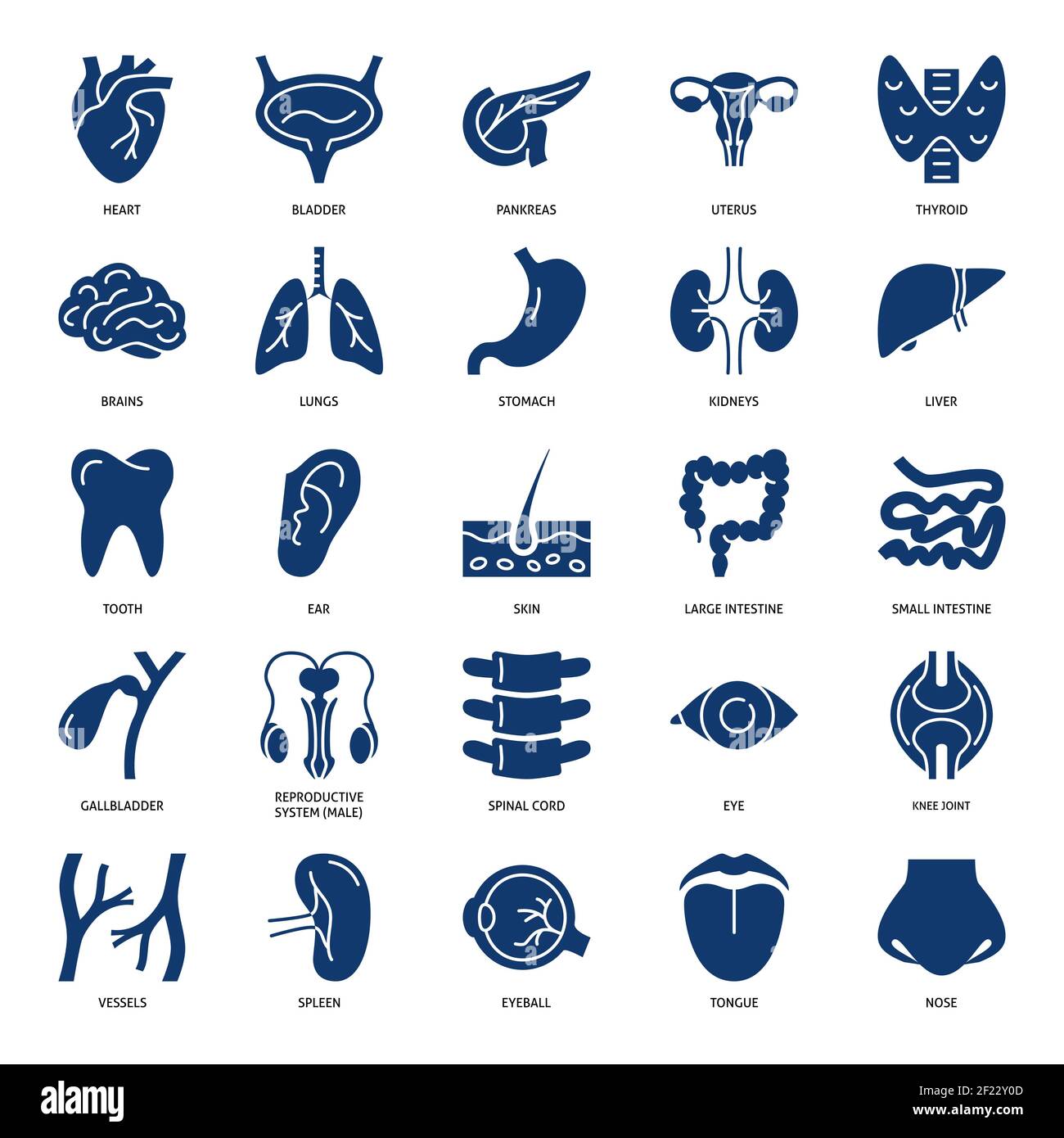 Female reproductive systems Cut Out Stock Images & Pictures - Alamy