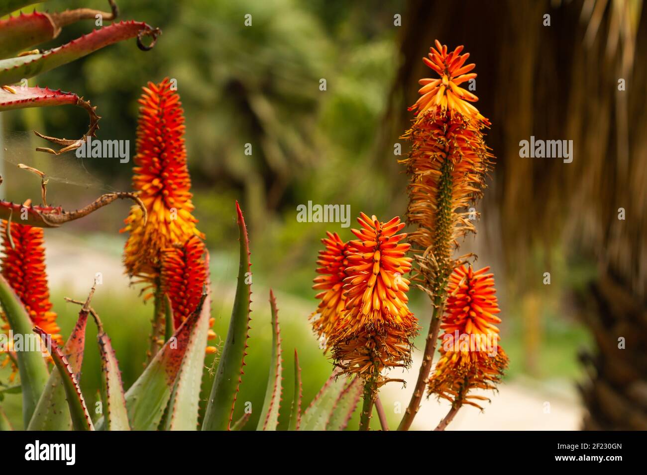 A closeup shot of blooming Bitter aloe plants Stock Photo - Alamy
