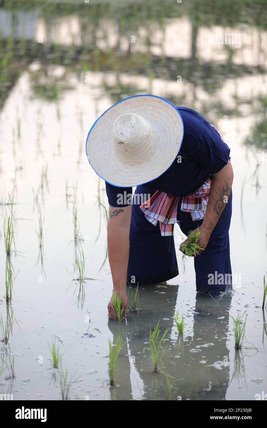 Outdoor grain planting hi-res stock photography and images - Alamy