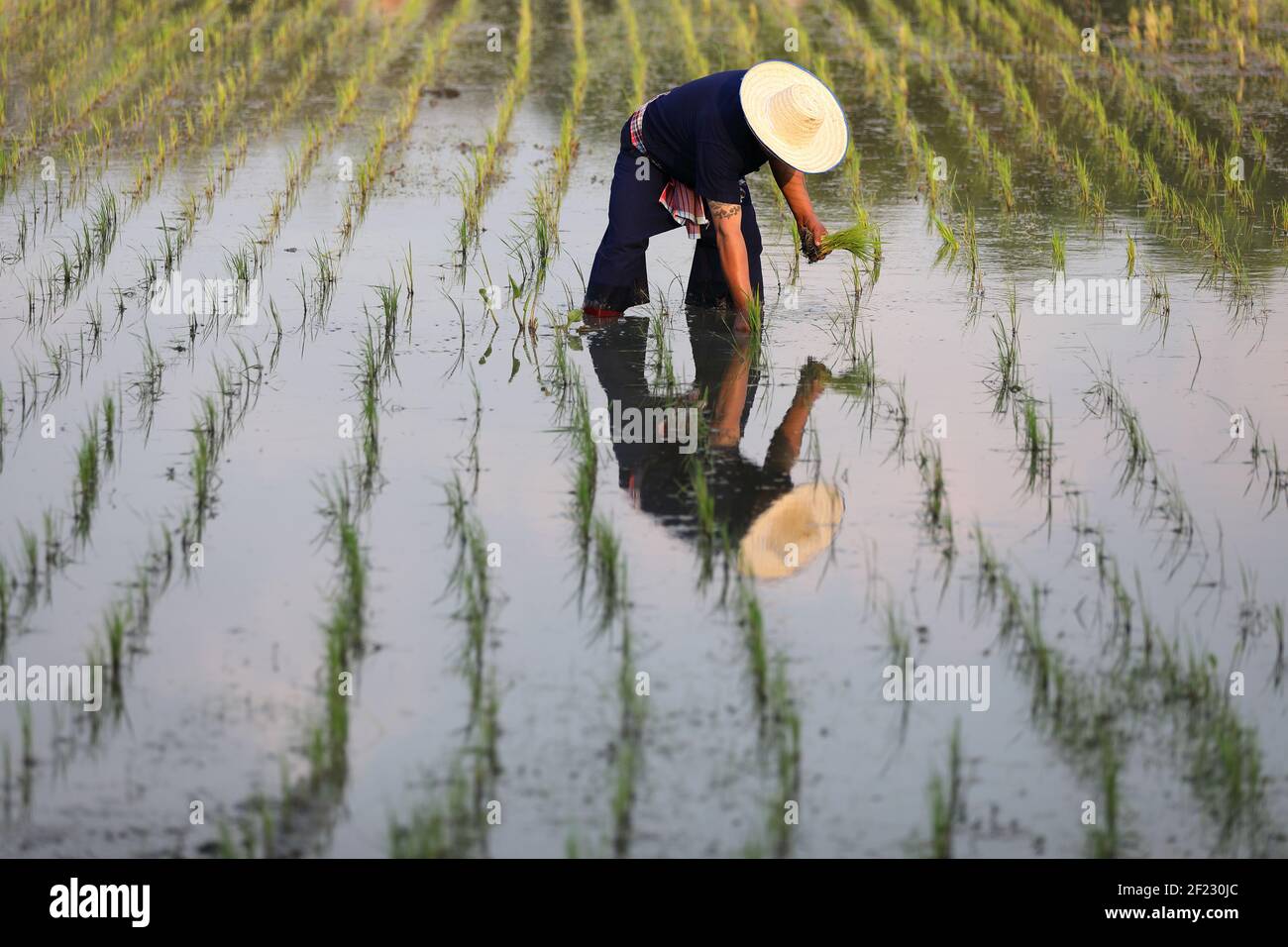 Farmer rice planting on water Stock Photo - Alamy