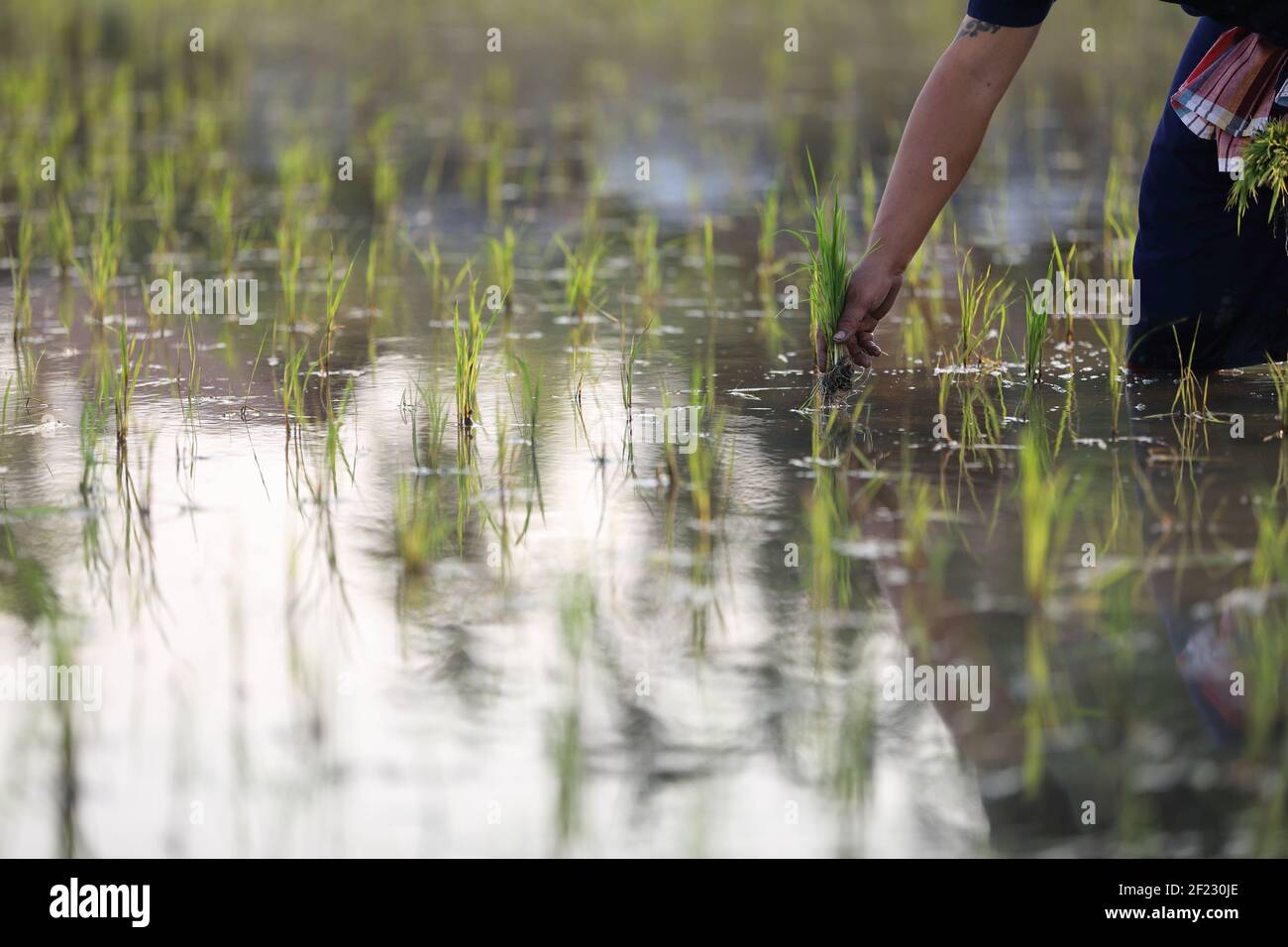 Farmer rice planting on water Stock Photo - Alamy