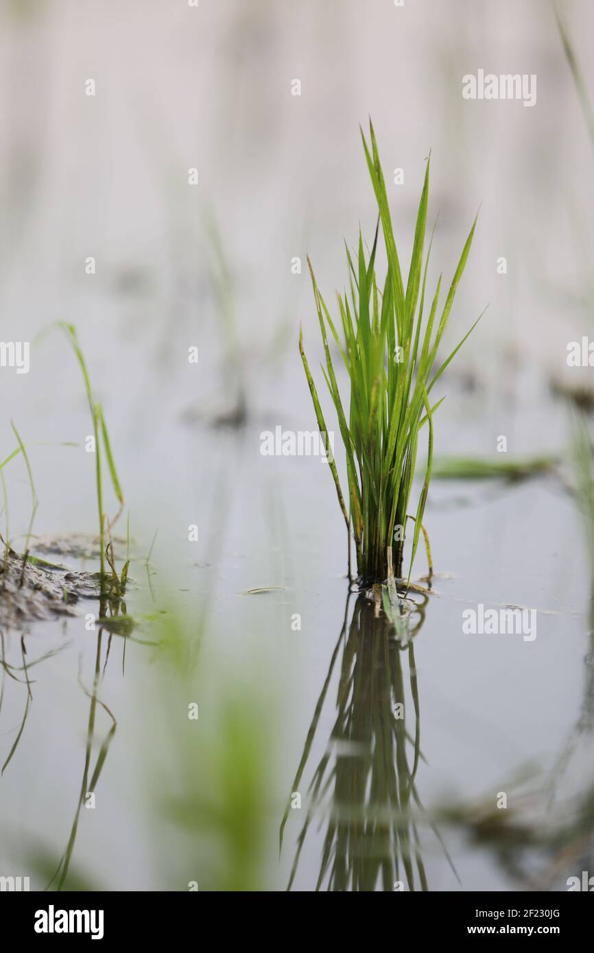 Wheat plant hi-res stock photography and images - Alamy