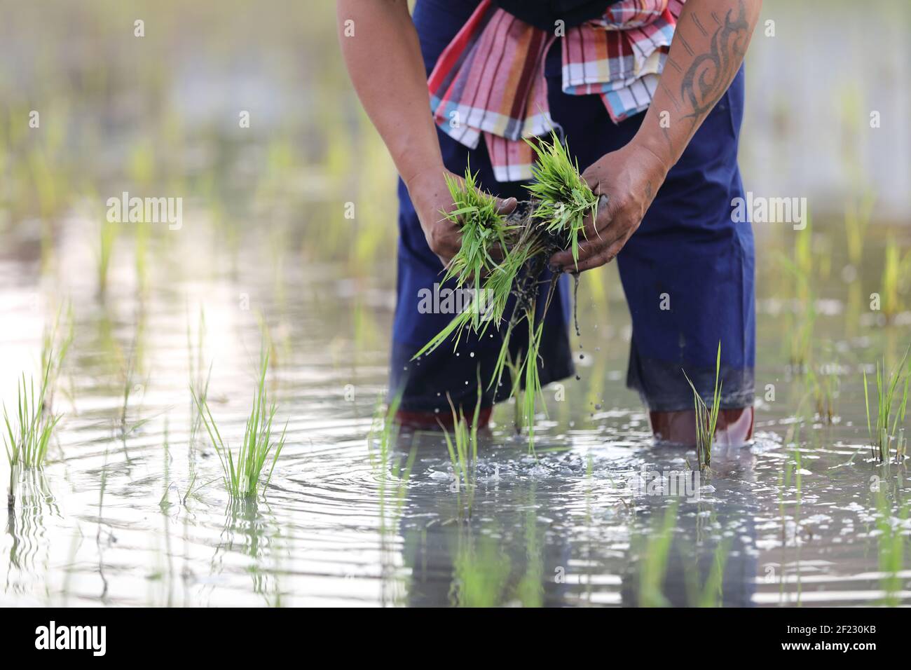 Farmer rice planting on water Stock Photo - Alamy