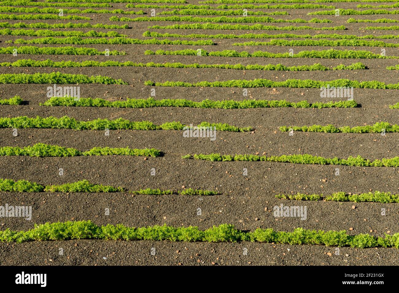 Agricultural cultivation on volcanic soil at Lanzarote in the canary ...
