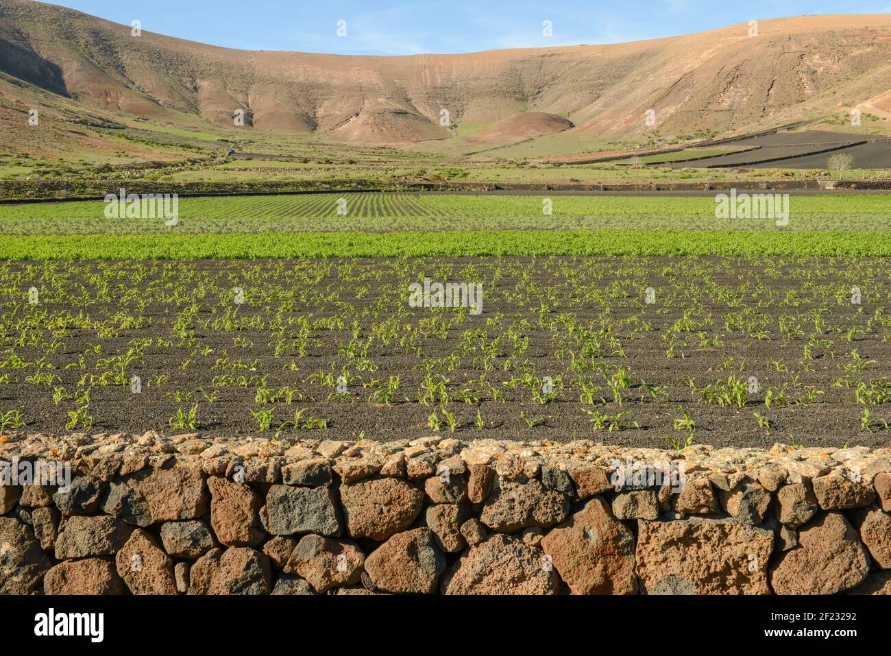 Agricultural cultivation on volcanic soil at Lanzarote in the canary ...