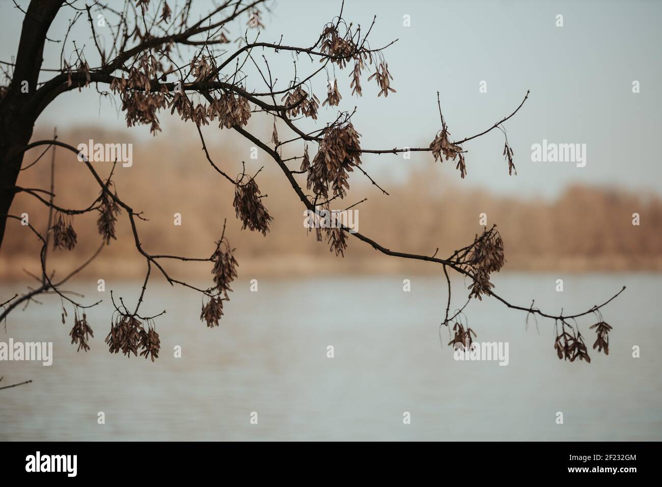 The branches of a tree on the background of a calm peaceful river Stock ...
