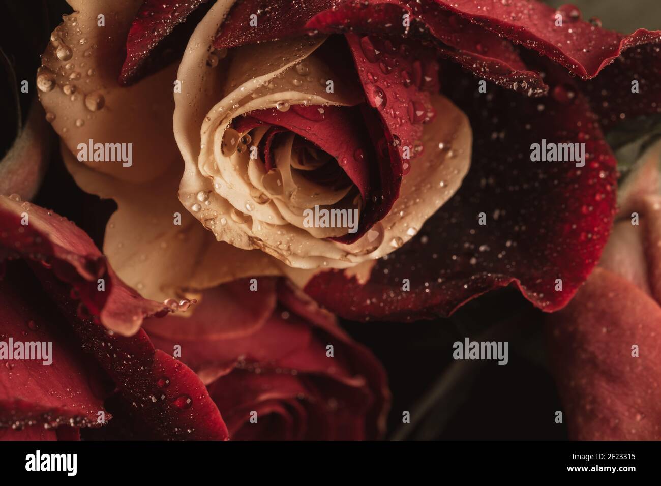 A closeup shot of a rare red and white rose with dewdrops Stock Photo ...