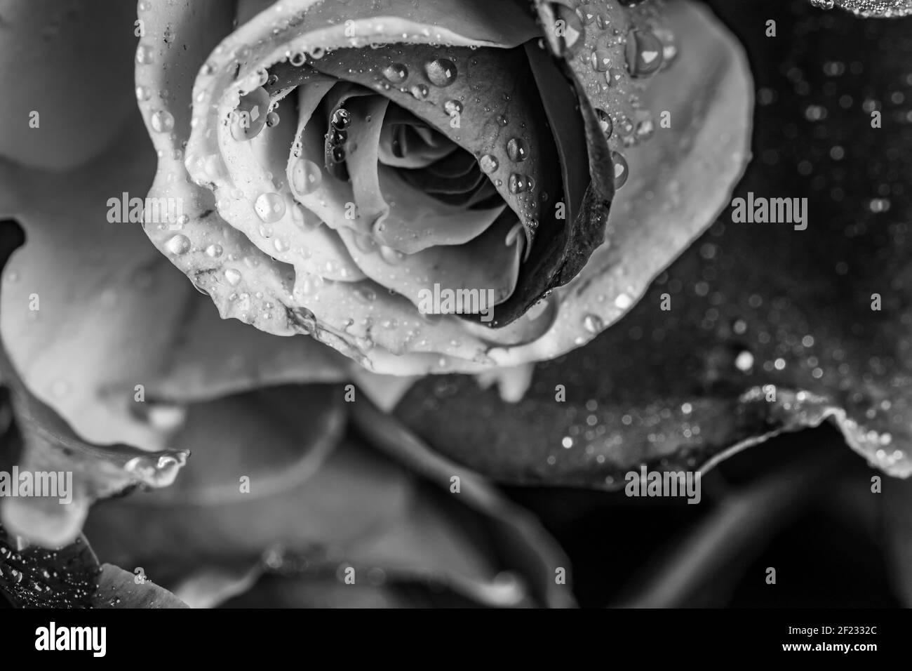 Grayscale rose Black and White Stock Photos & Images - Alamy