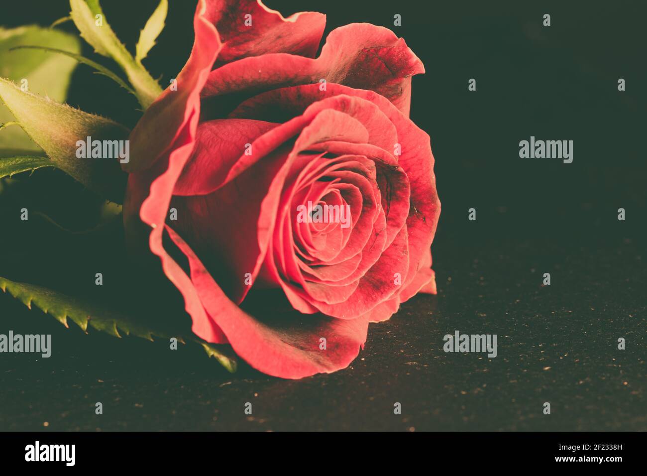 A red rose on a dark background Stock Photo - Alamy