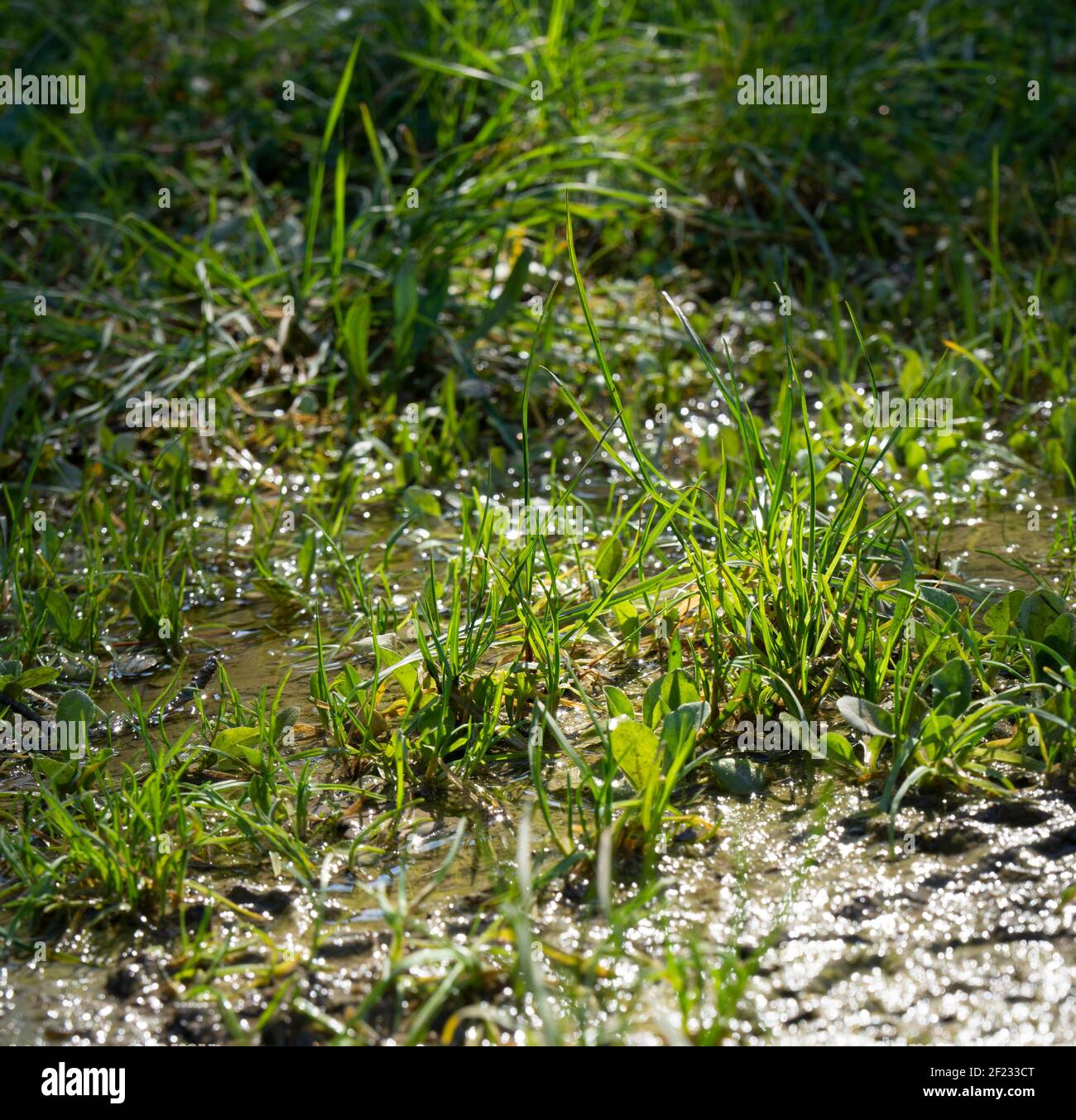 Wet fresh green grass hi-res stock photography and images - Alamy