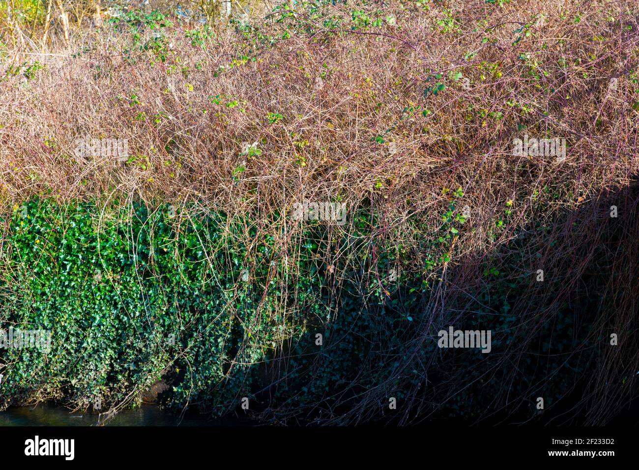 dead winter vegetation hanging over a riverbank in the shadow of a ...