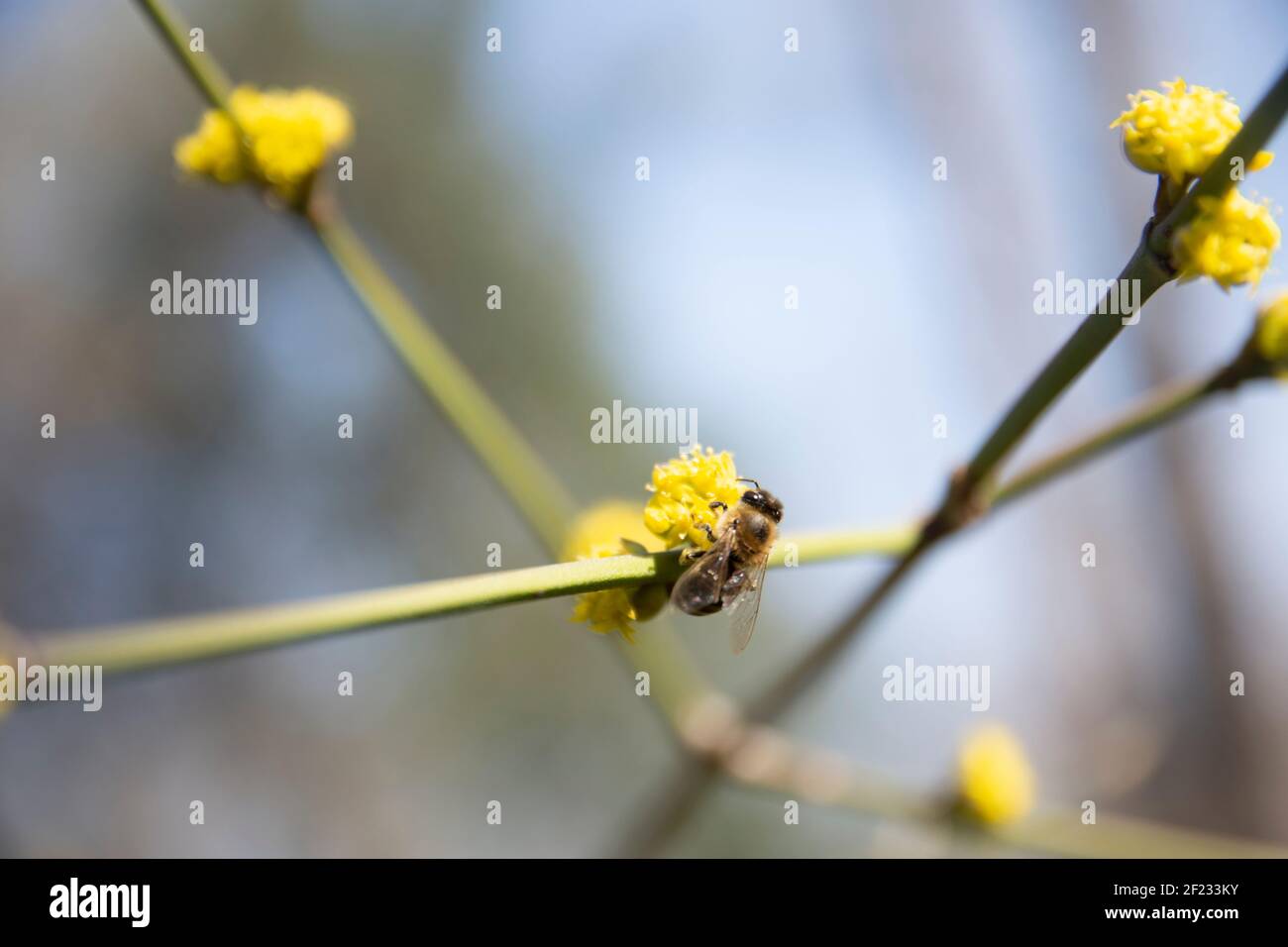 Flying Western honey bee collecting pollen at yellow flower. Bee flying ...