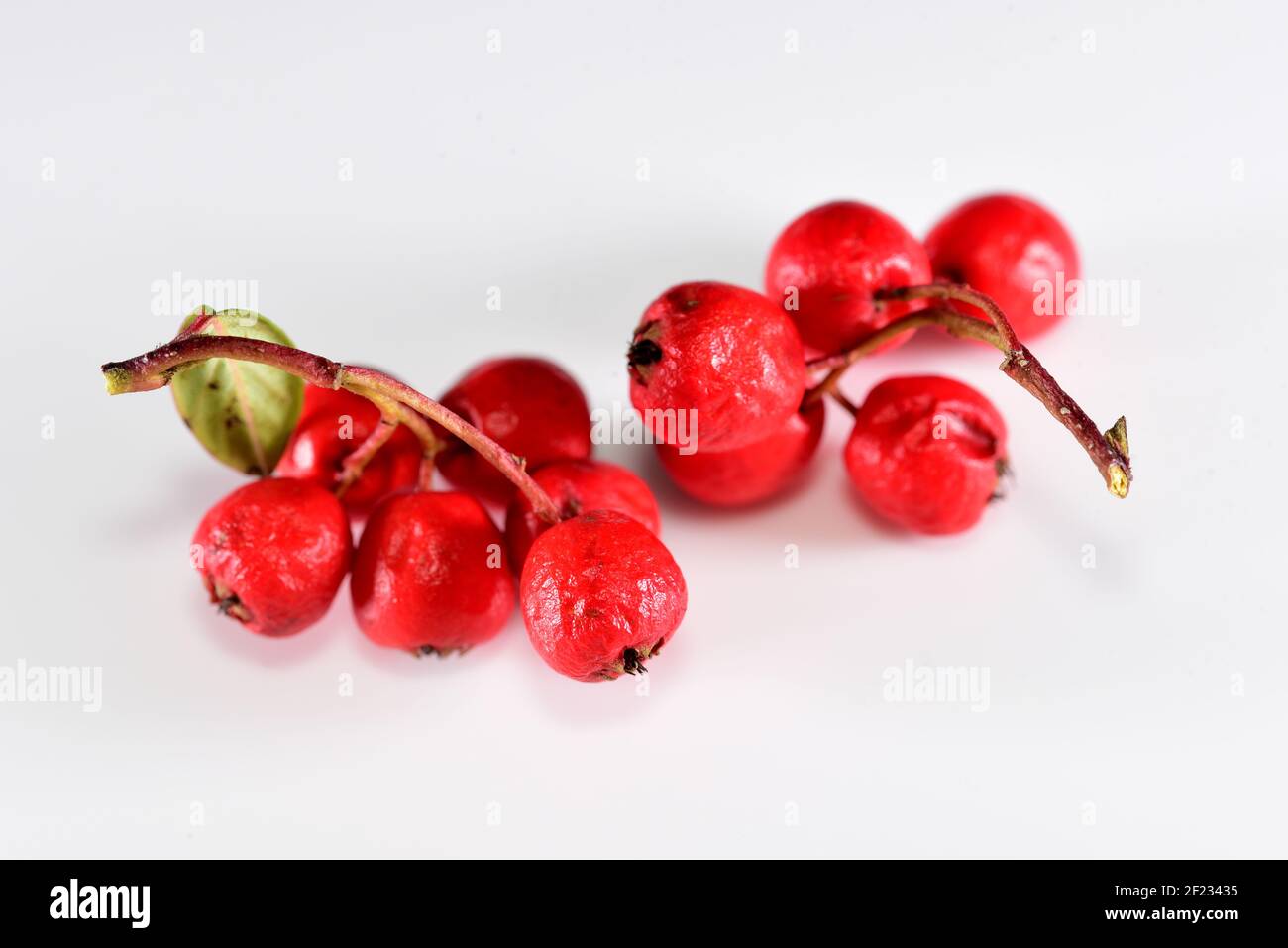 Red berry sample hi-res stock photography and images - Alamy