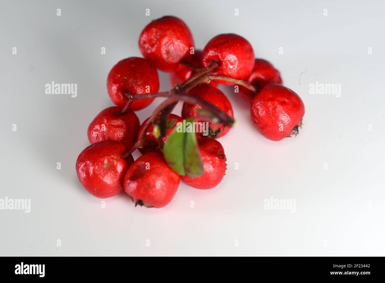 Red berry sample hi-res stock photography and images - Alamy