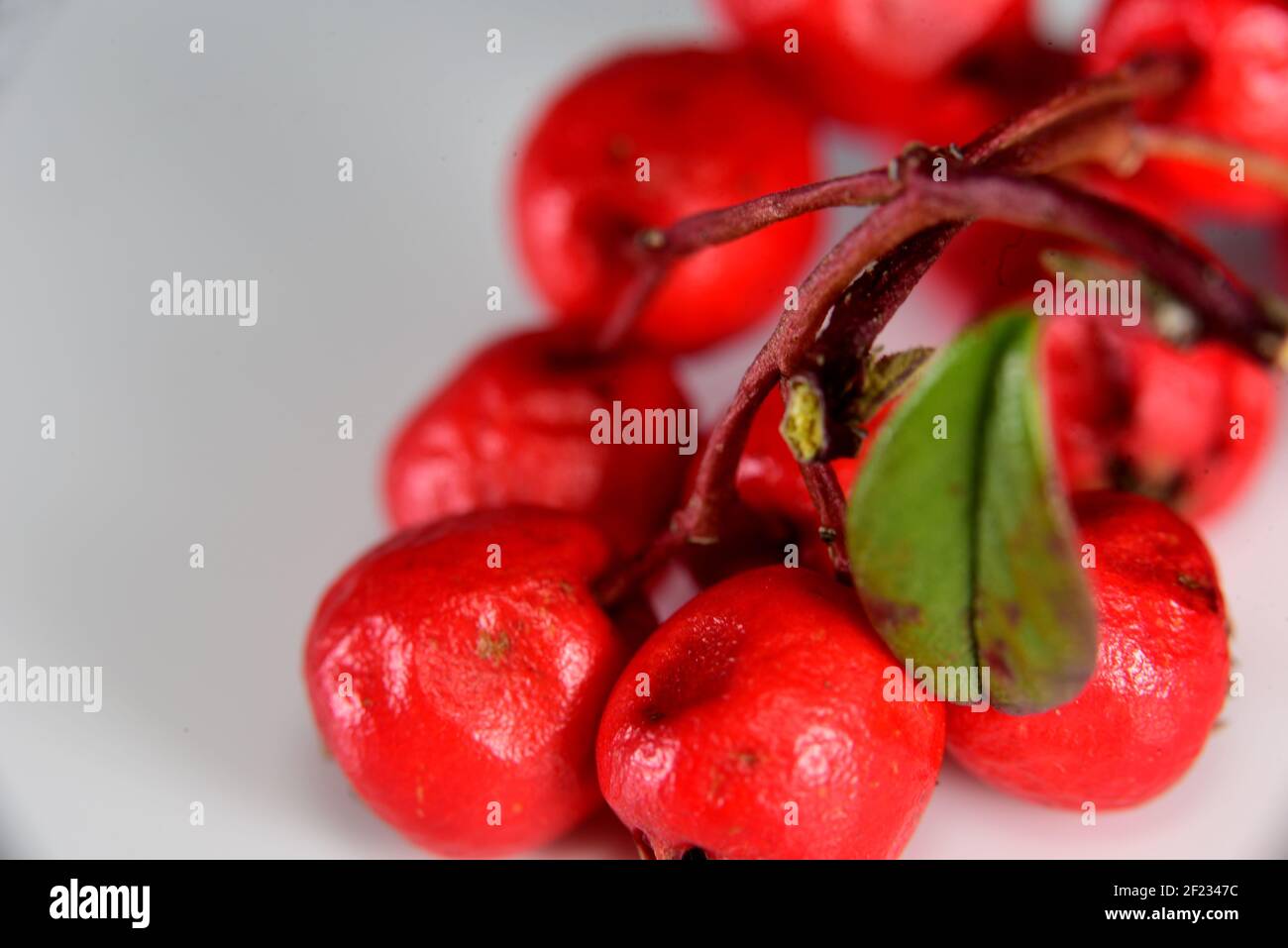 Red berries Stock Photo - Alamy