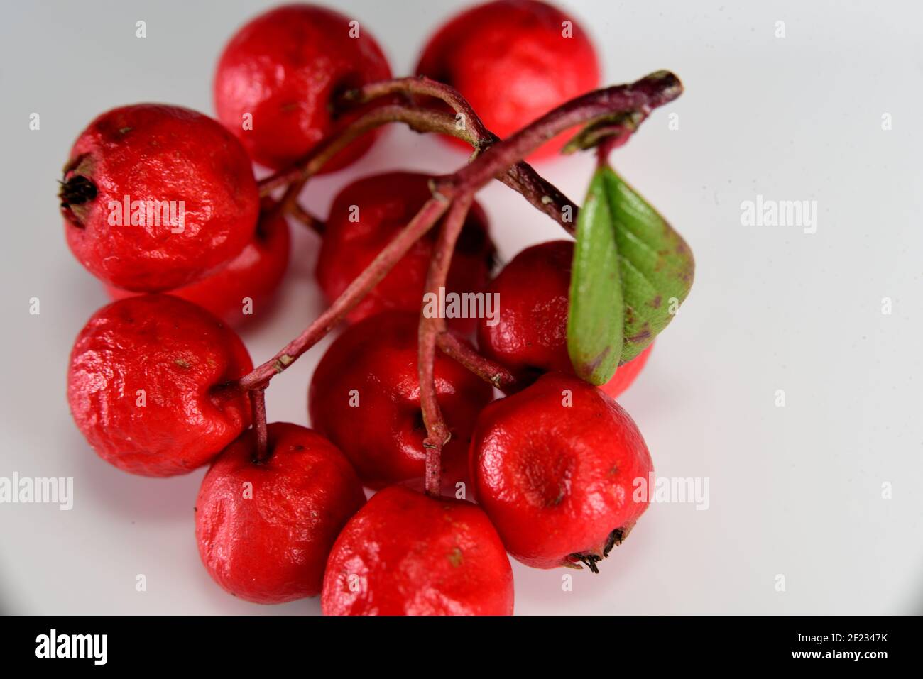 Red berries Stock Photo - Alamy