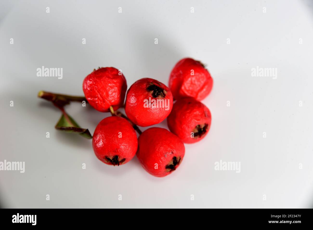 Berries For Crafting High Resolution Stock Photography and Images - Alamy