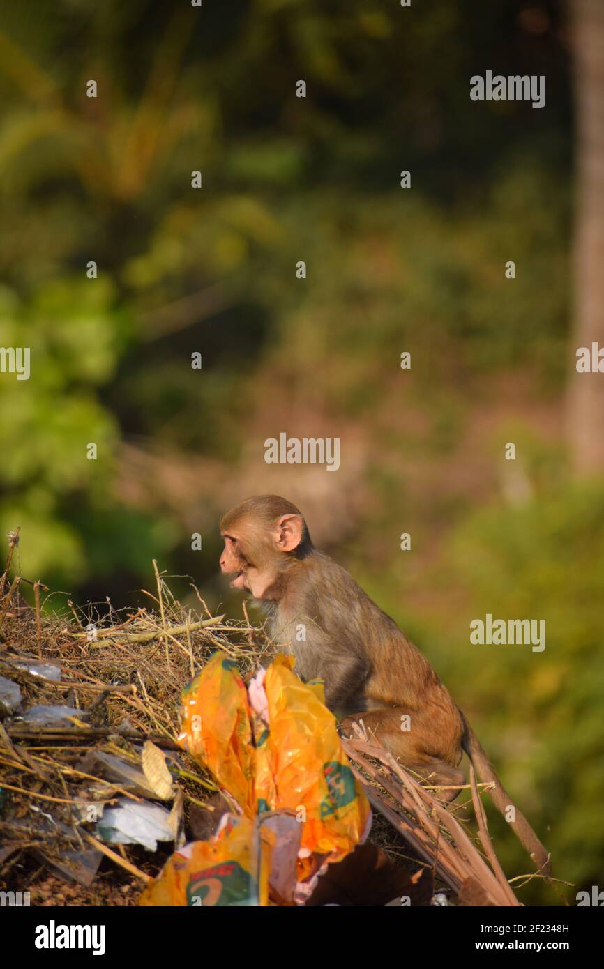 A monkey sitting on garbage about to climb a tree Stock Photo - Alamy