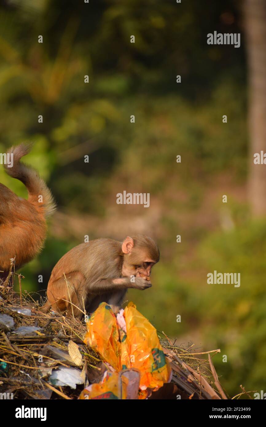 Monkey garbage hi-res stock photography and images - Alamy