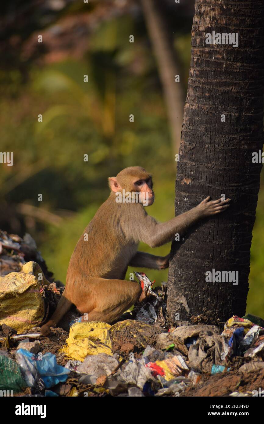 A monkey sitting on garbage about to climb a tree Stock Photo - Alamy