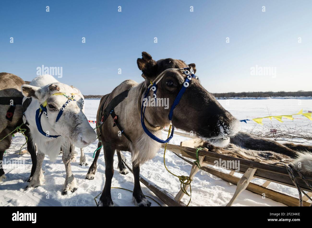 Reindeer winter sleds hi-res stock photography and images - Alamy
