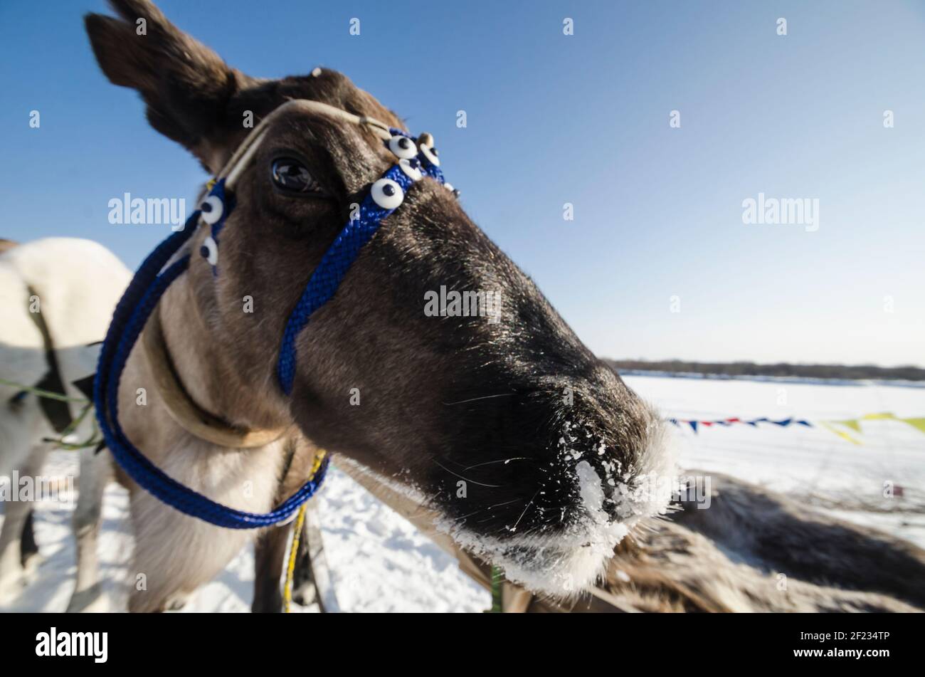 Reindeer harnessed to sleds. Reindeer harness Stock Photo - Alamy