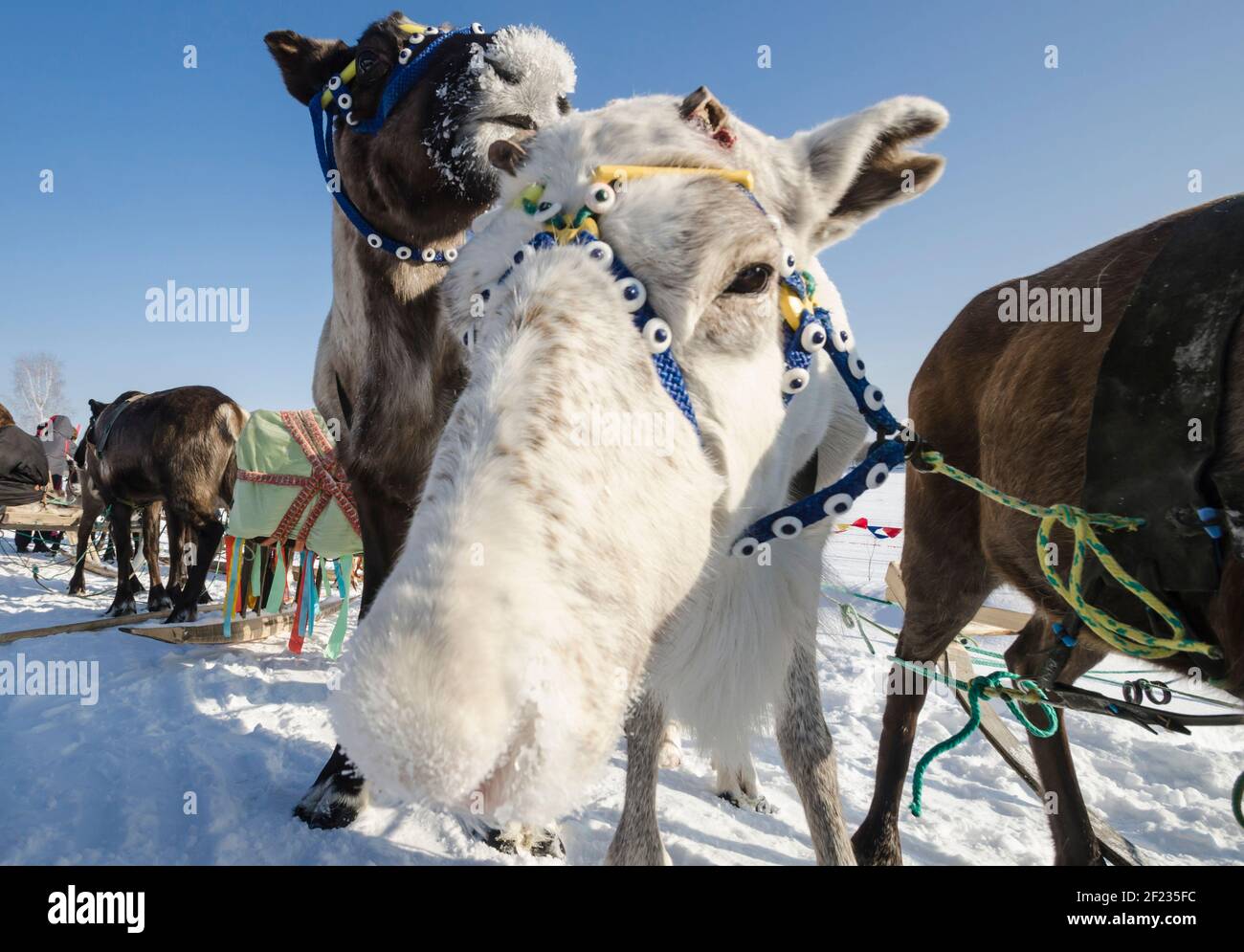Reindeer harnessed to sleds. Reindeer harness Stock Photo - Alamy