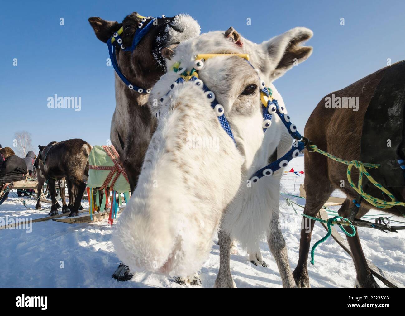 Reindeer harnessed to sleds. Reindeer harness Stock Photo - Alamy