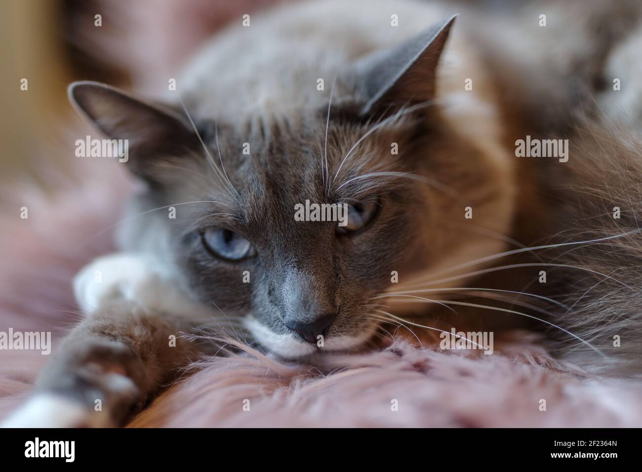 Siamese mix hi-res stock photography and images - Alamy