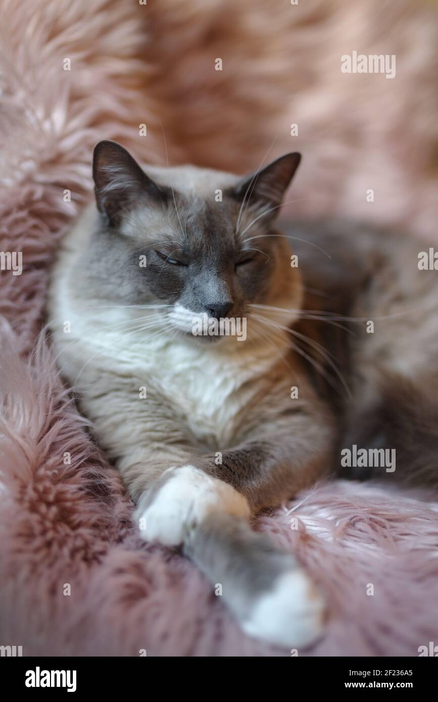Siamese mix hi-res stock photography and images - Alamy
