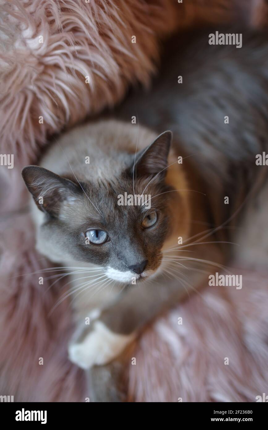 Siamese mix hi-res stock photography and images - Alamy