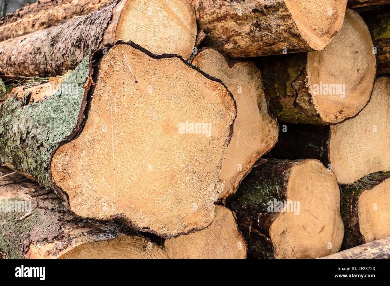 Felled trees at a lumberyard or logging site, front view cross-section ...