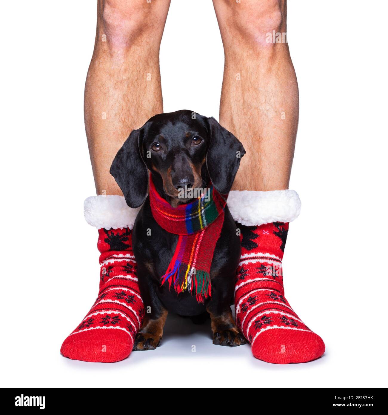 Dog surprised Cut Out Stock Images & Pictures - Alamy