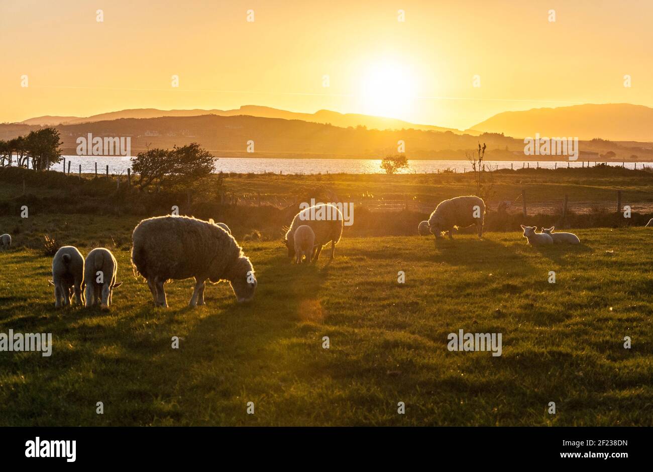 Sheep Farm Farming Farms County Donegal Irish Ireland Landscape High ...